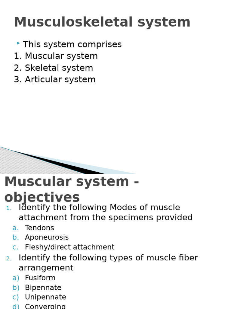 Musculoskeletal System Anat Lab | PDF