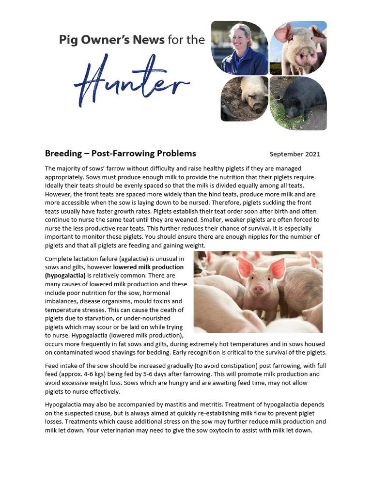 Post-Farrowing Issues in Sows | PDF | Pig | Lactation