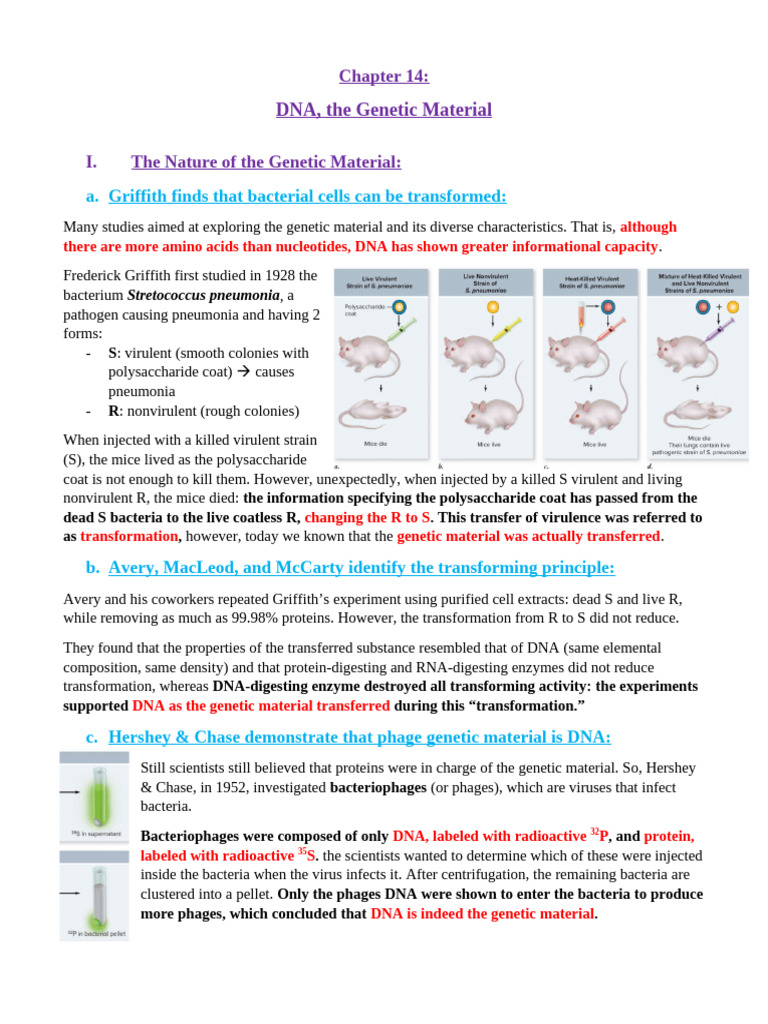 BIO201 Chapter 14 - DNA, The Genetic Material | PDF | Dna Replication | Primer (Molecular Biology)