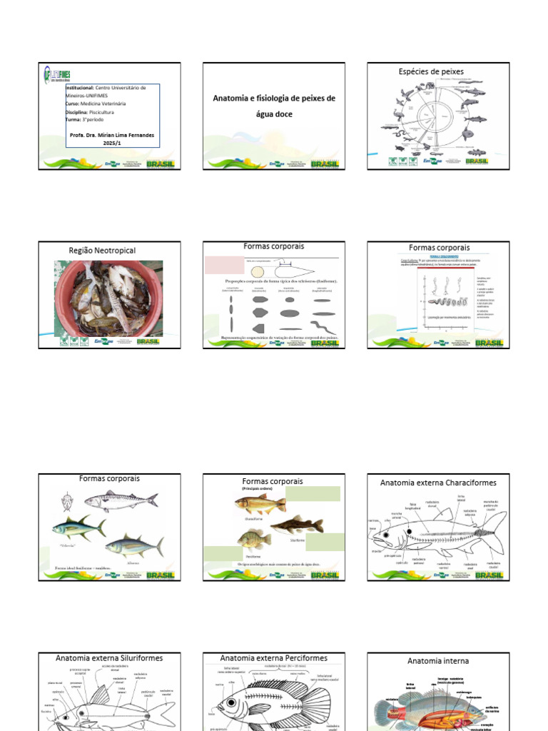Aula 12 Anatomia e Fisiologia Dos Peixes | PDF | Peixes | Anatomia