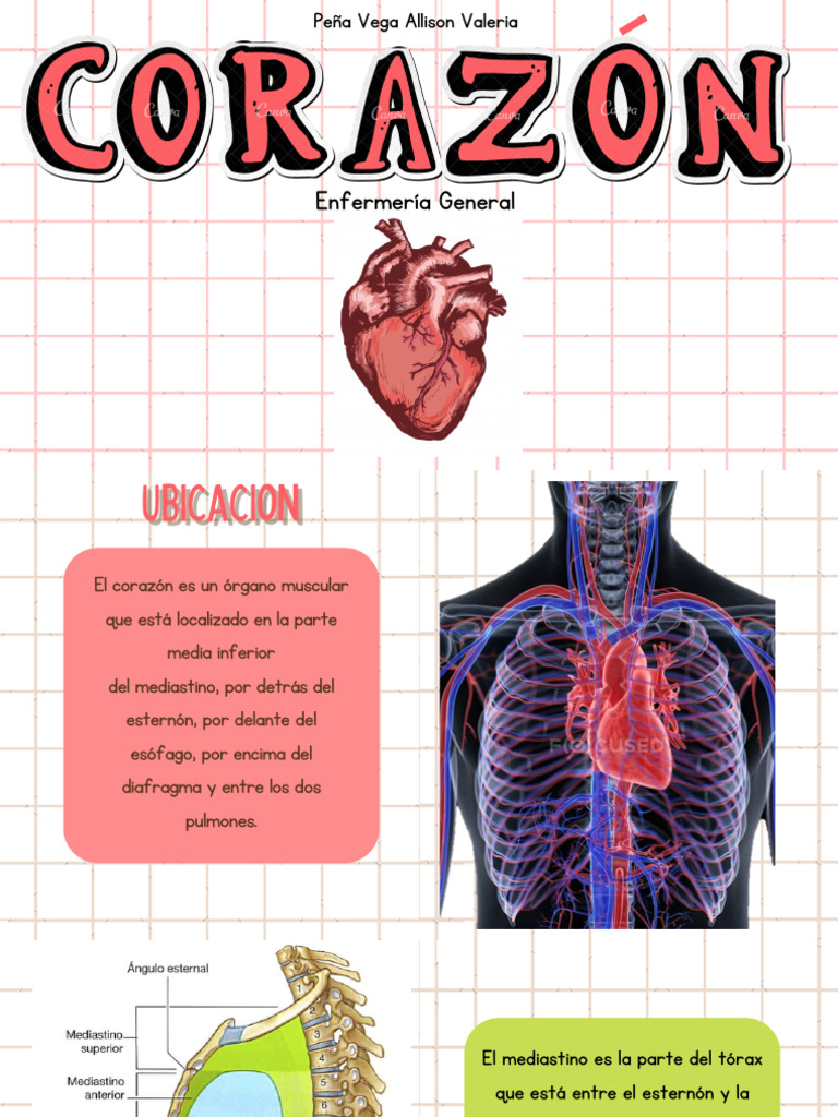 Anatomía y Circulación del Corazón | PDF | Corazón | Ventrículo (corazón)