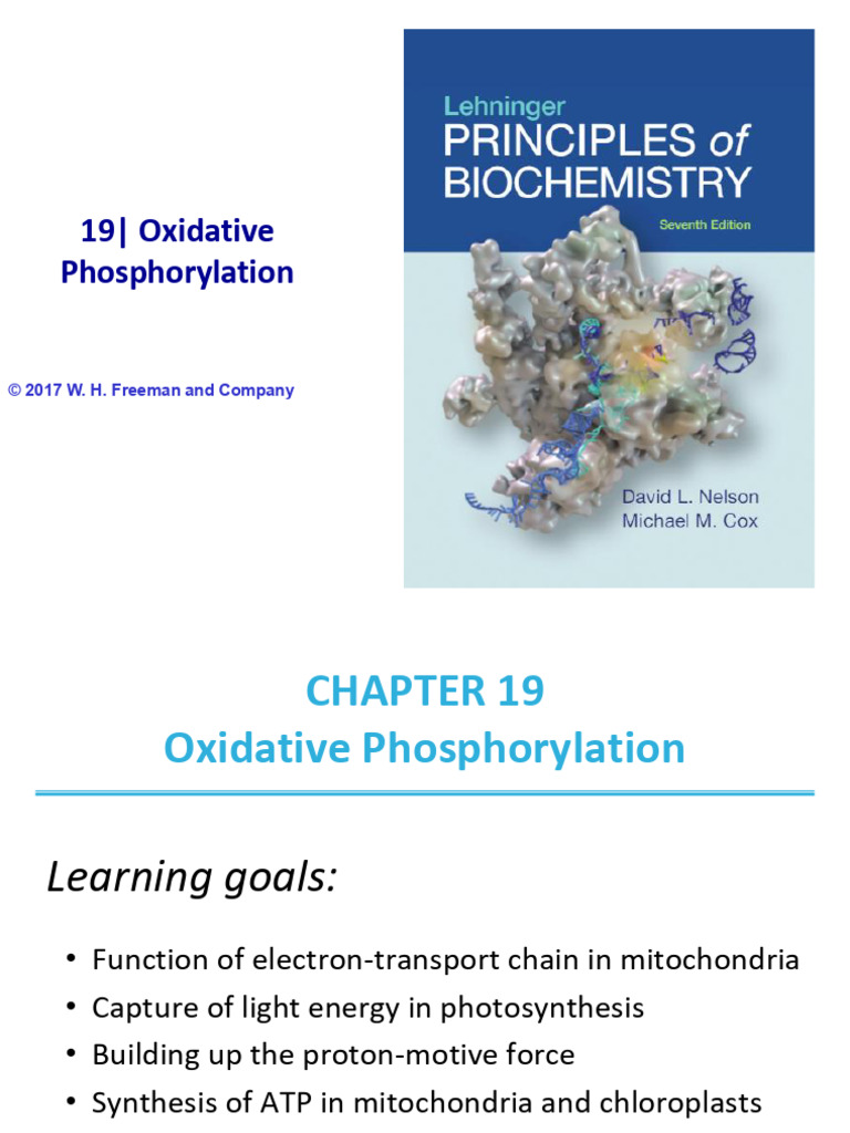Lehninger 7e PPT Ch19 Final | PDF | Electron Transport Chain | Adenosine Triphosphate