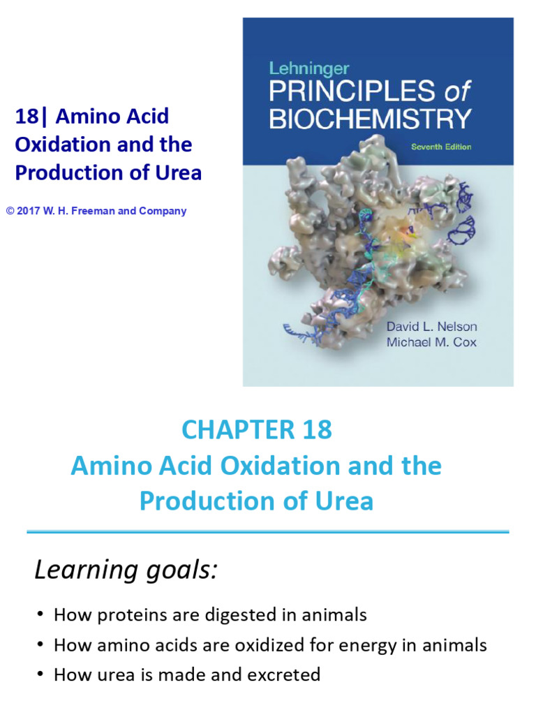 Lehninger 7e PPT Ch18 Final | PDF | Amino Acid | Biochemistry