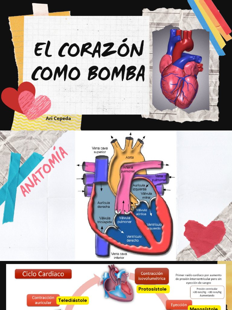 CORAZÓN COMO BOMBA | PDF | Corazón | Angiología