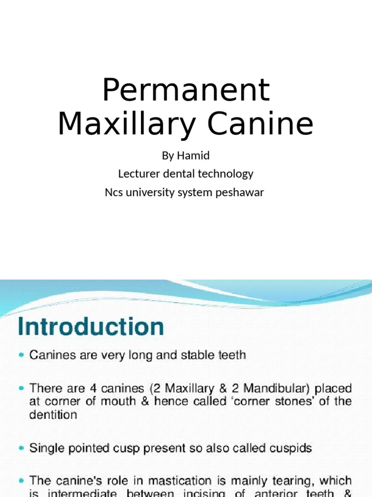 Maxillary Canine-1 | PDF