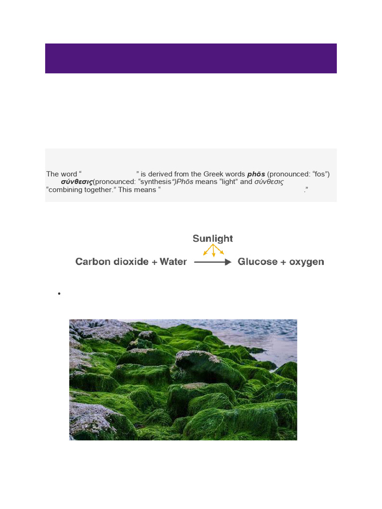 Understanding Photosynthesis Process | PDF | Photosynthesis | Leaf