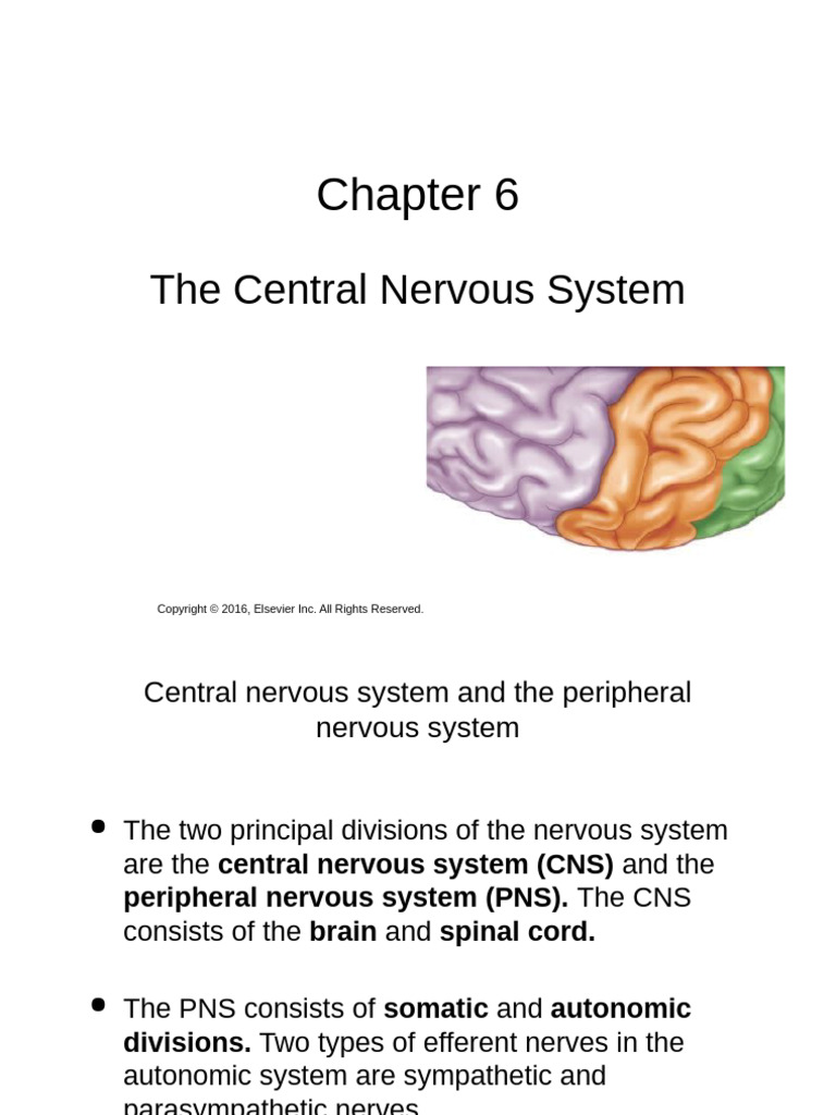 Chapter 006 | PDF | Action Potential | Nervous System