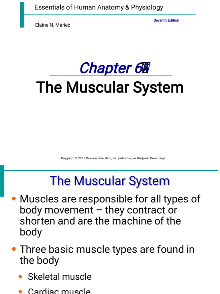 7.b Muscle System of Humans | PDF | Skeletal Muscle | Muscle Contraction