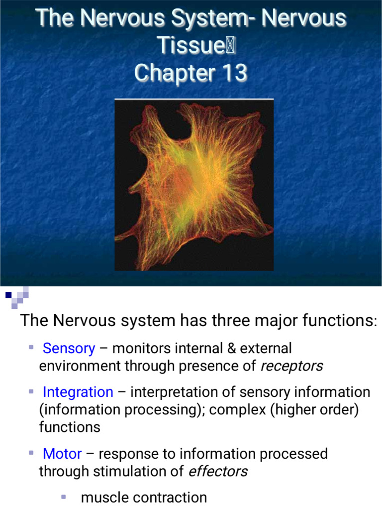 Anatomy Nervous Tissue - Chap 13 | PDF | Nervous System | Central ...