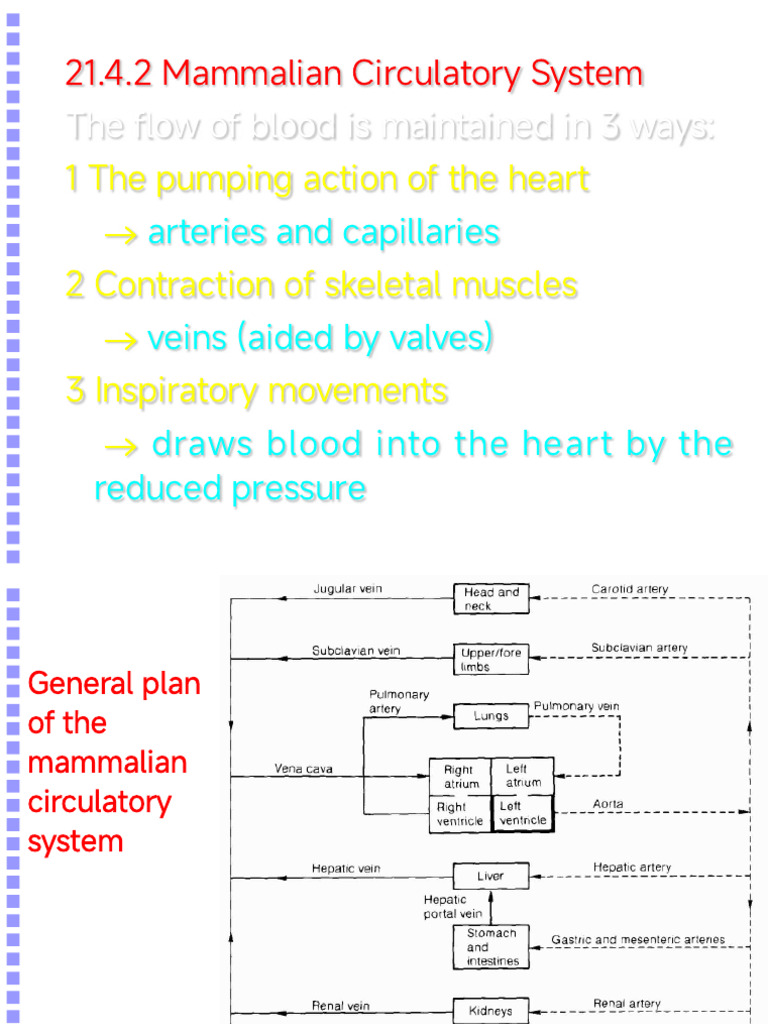 Overview of Mammalian Circulation | PDF | Heart | Circulatory System