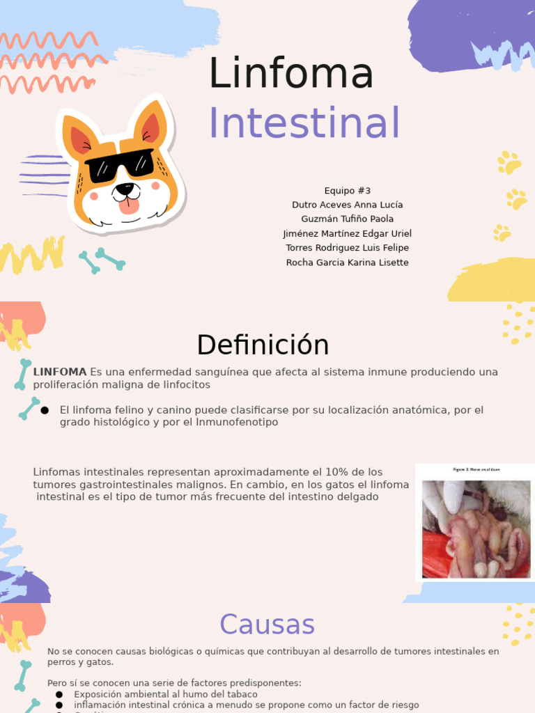 Linfoma Intestinal | PDF | Linfoma | Gatos
