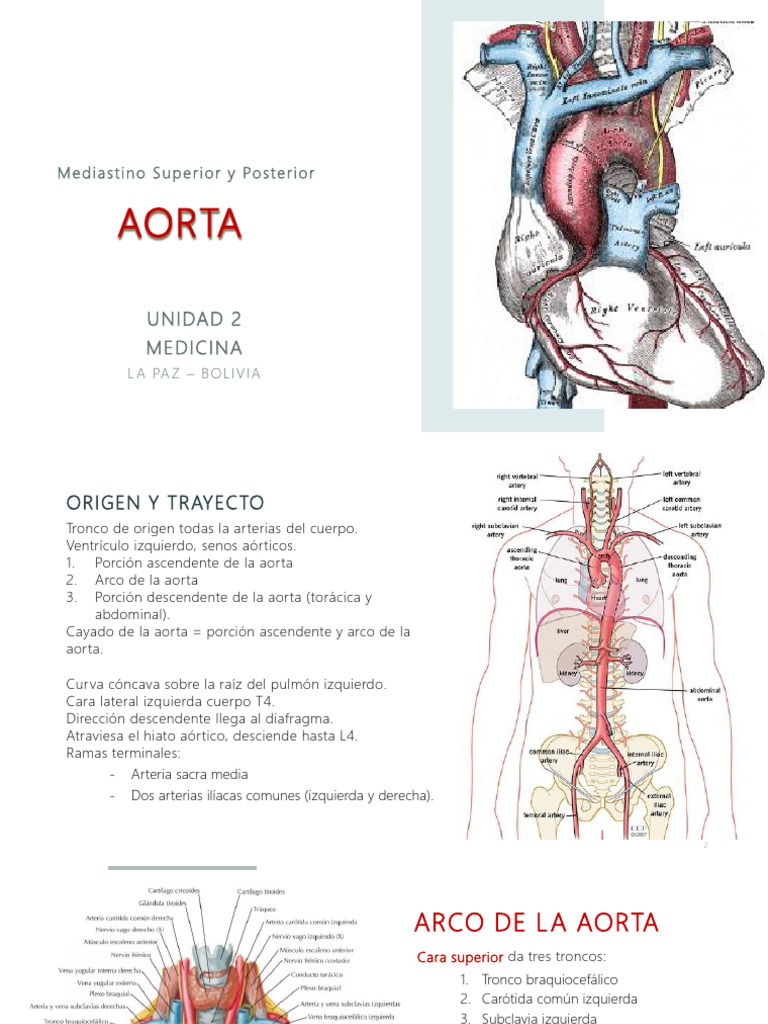 11 Aorta | PDF | Aorta | Nervio vago