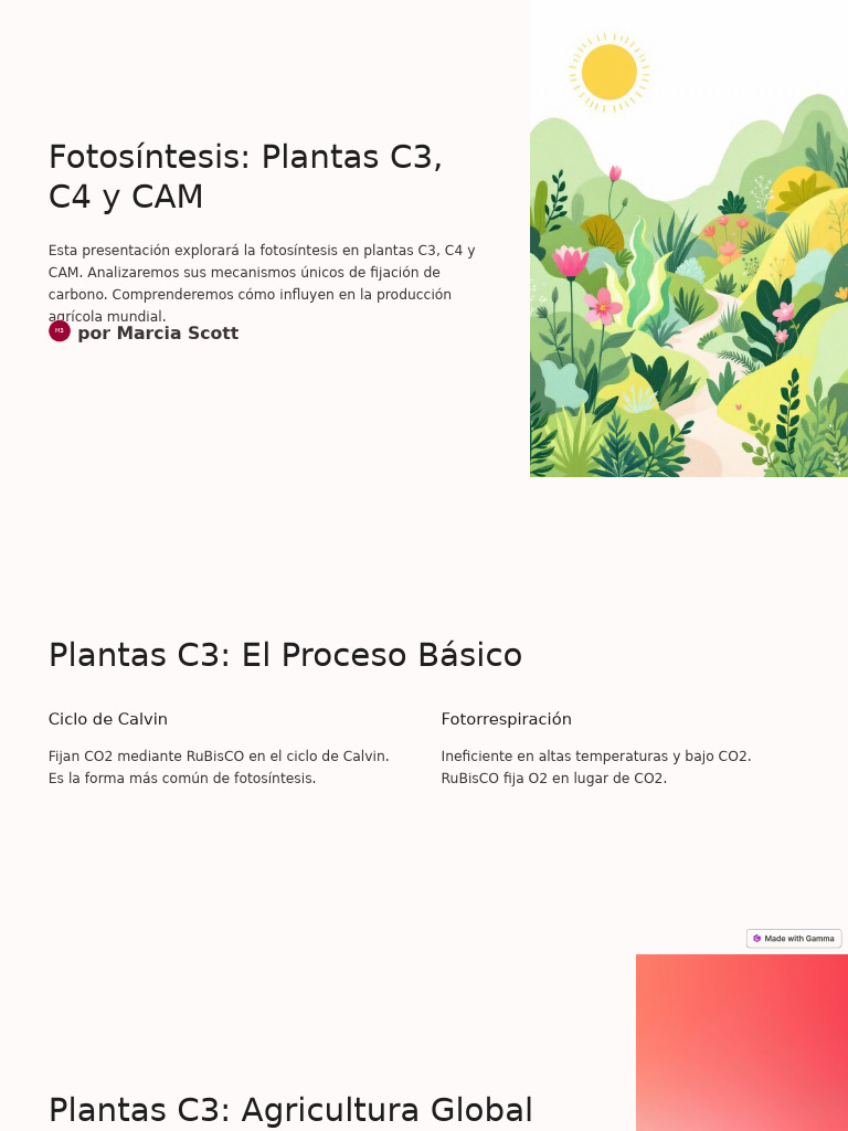 Fotosintesis Plantas C3 C4 y CAM | PDF | Agricultura | Fotosíntesis
