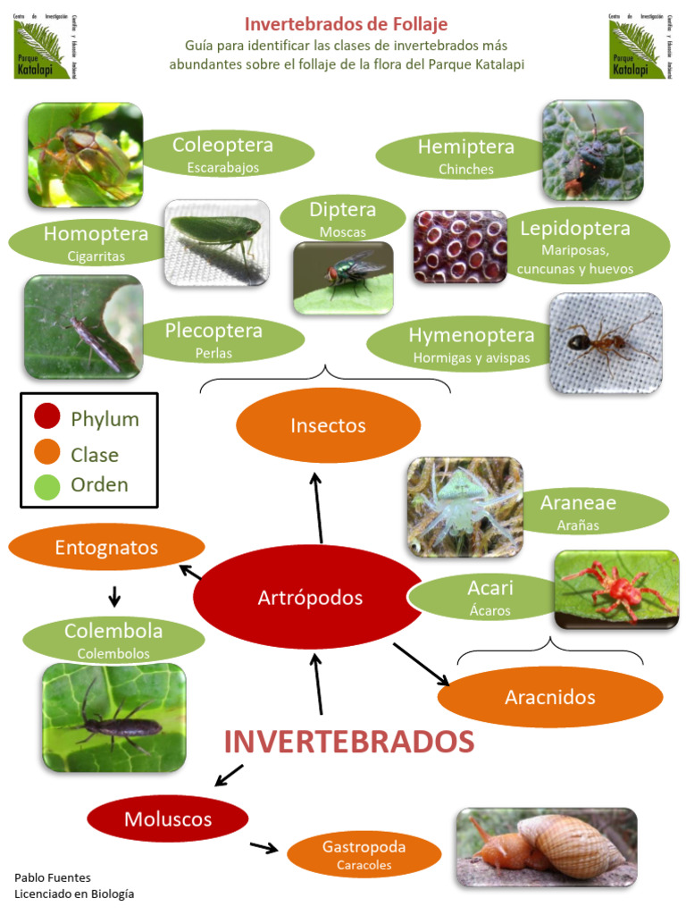 Invertebrados Del Follaje Final | PDF | Insectos | Mosca