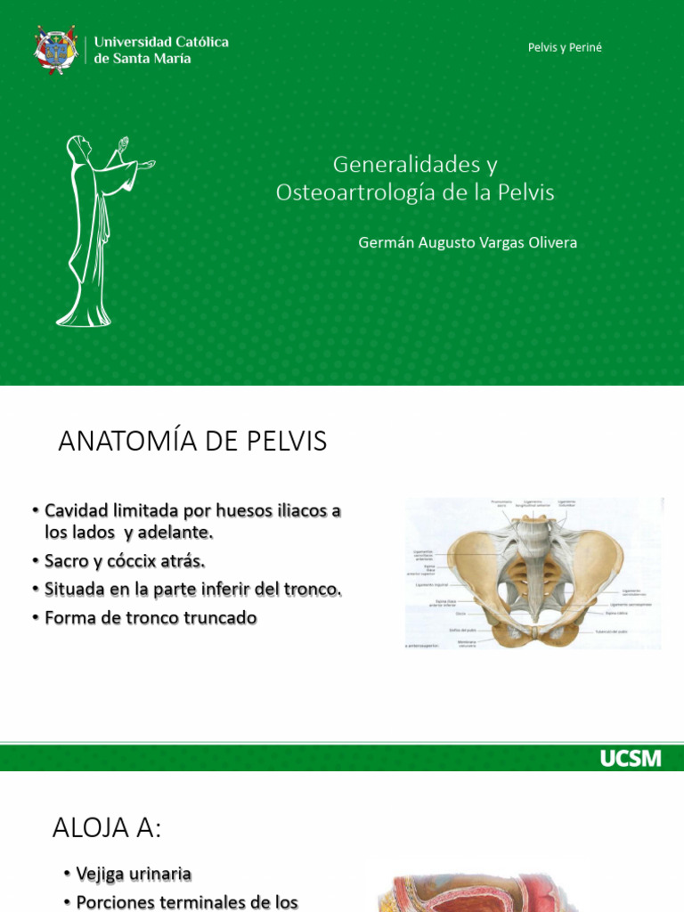 Pelvis ósea, piso pélvico, Recto, Vejiga y Uréter 2025 | PDF | Pelvis | Sistema musculoesquelético