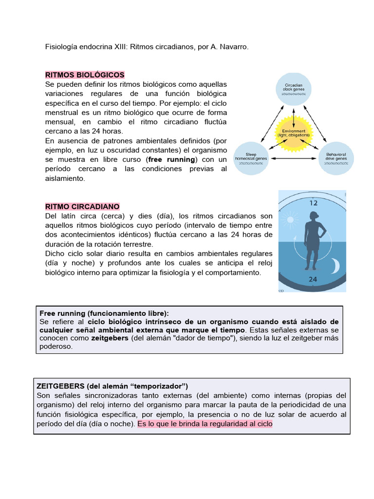 Ritmos Circadianos Y Fisiología Endocrina Pdf Ritmo Circadiano