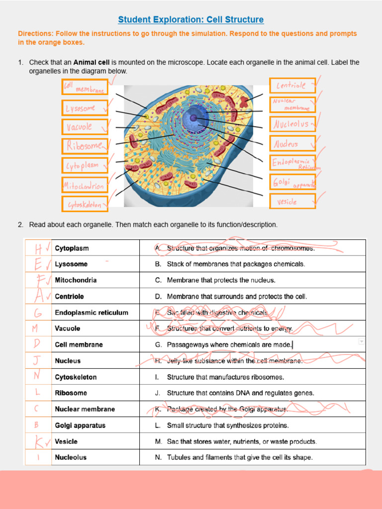 Cell Structures Gizmo - 2023 | PDF | Cell (Biology) | Organelle