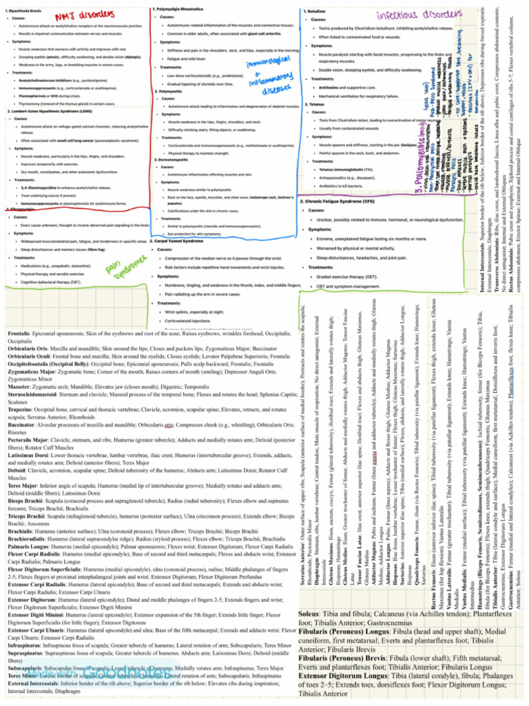 Muscular System Ref Sheet | PDF