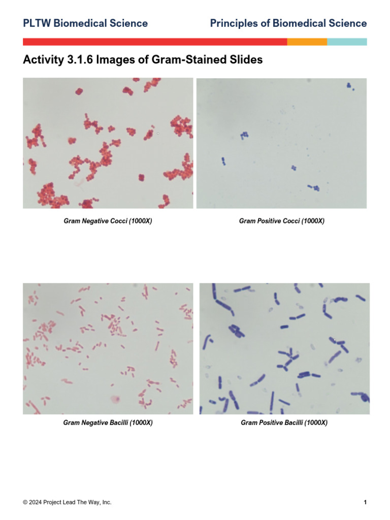 Gram-Stained Slide Images Guide | PDF