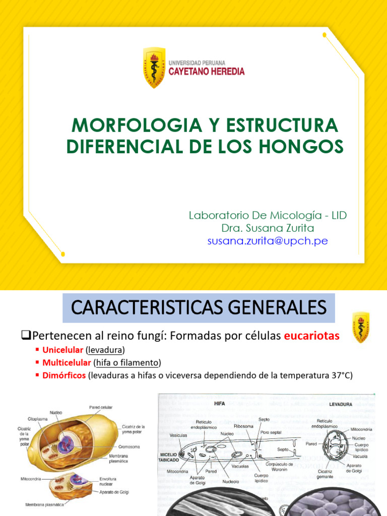 2025 Mo Morfologia y Estructura Diferencial Hongos 2025 | PDF ...