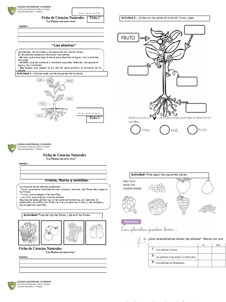 Partes y características de las plantas | PDF | Plantas | Semilla