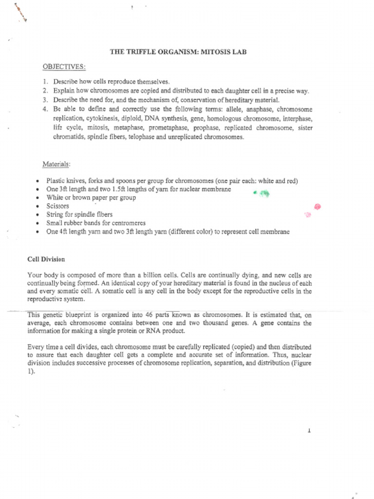 Triffle Organism Lab 22 | PDF