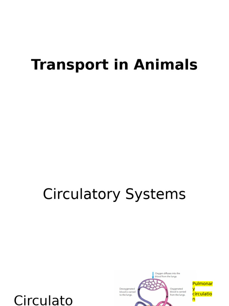 Animal Circulatory Systems Explained | PDF | Circulatory System ...