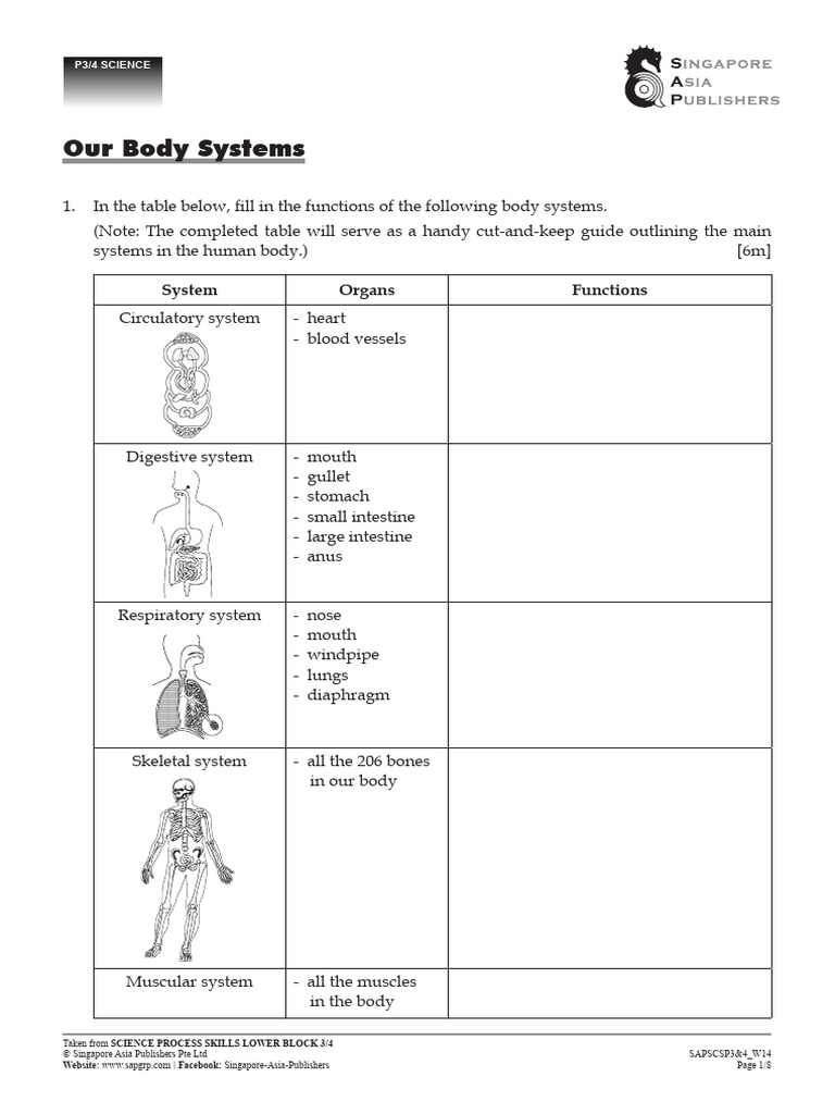 OurBodySystems PlantsAndTheirParts | PDF | Leaf | Plants