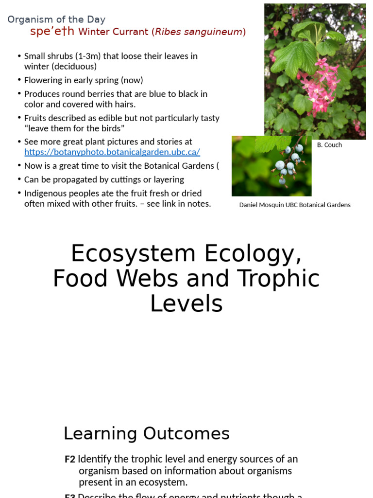 Mar 29 - Ecosystems and Food Webs-Final BIOL121 | PDF | Food Web ...