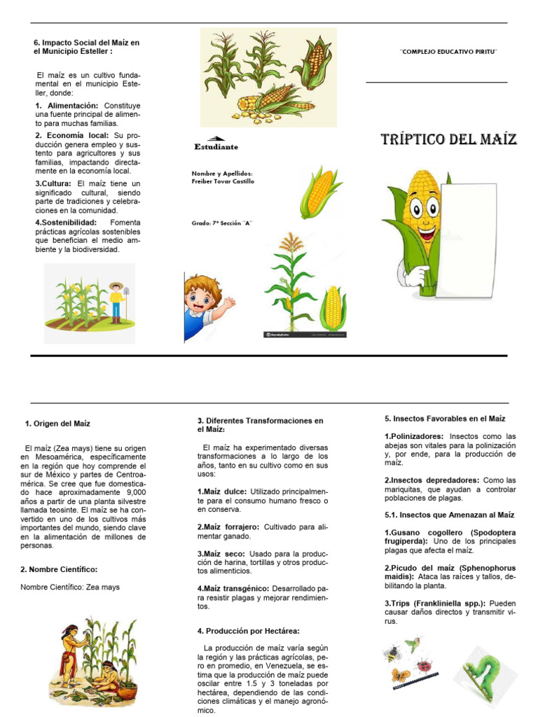 Triptico Del Maiz | PDF | Maíz | Agricultura