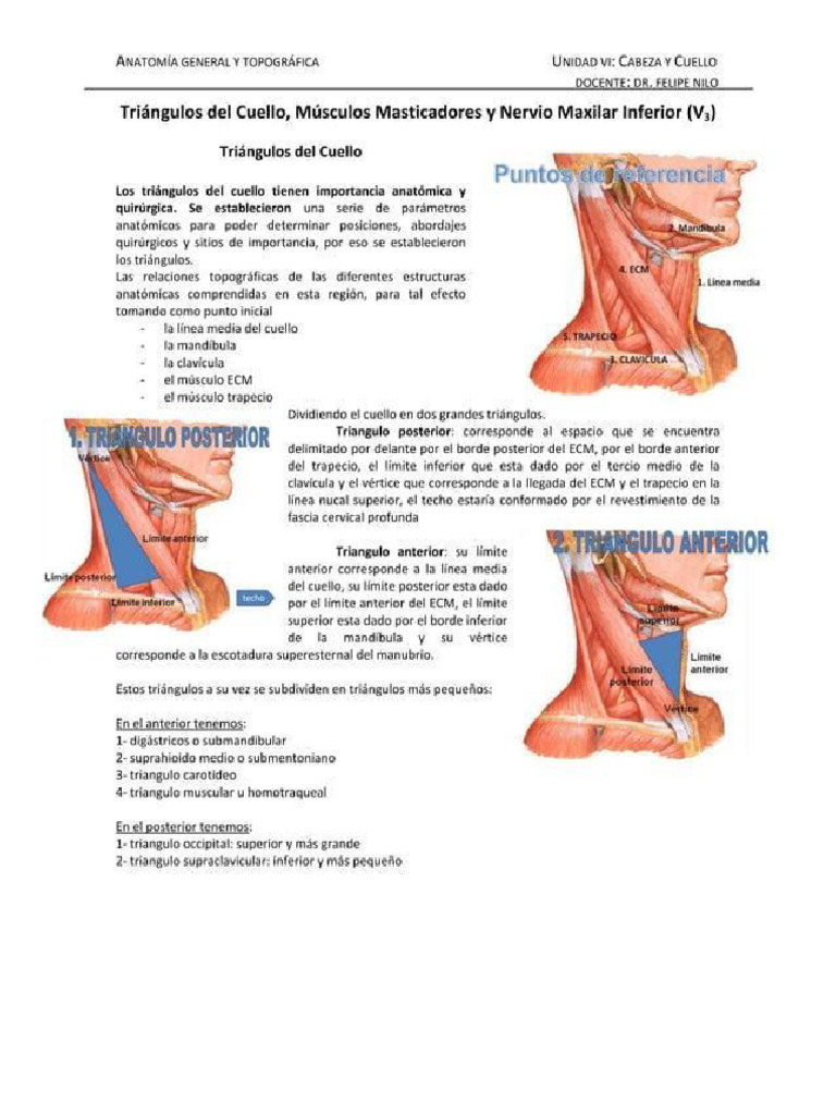 Triangulos Del Cuello | PDF