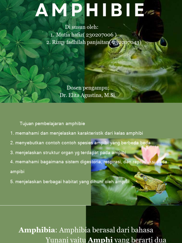 Ampibi Lengkap | PDF