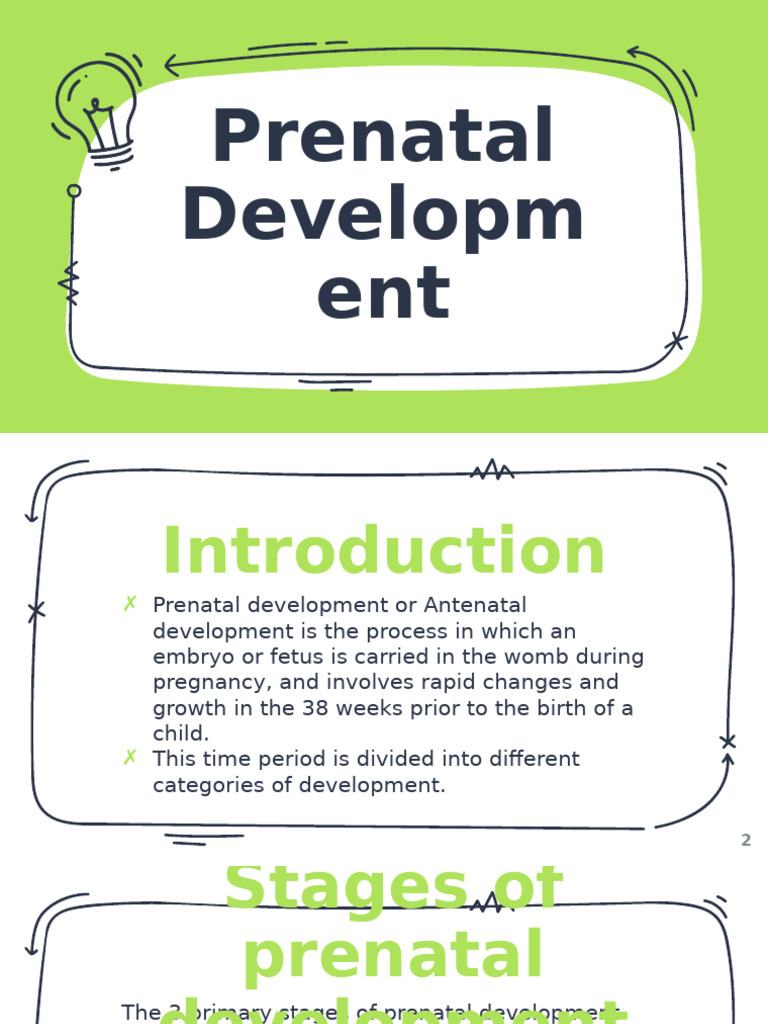 Stages of Prenatal Development Explained | PDF | Prenatal Development ...