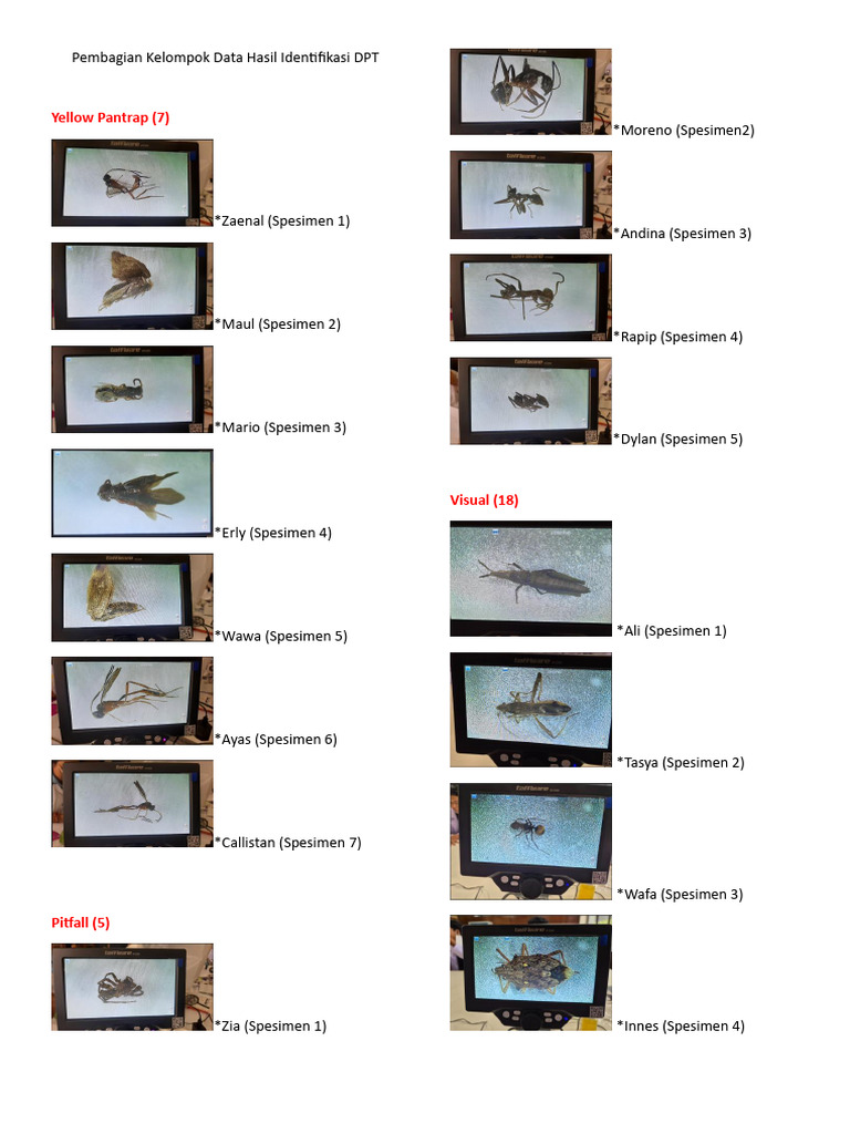 Pembagian Identifikasi DPT I1 | PDF
