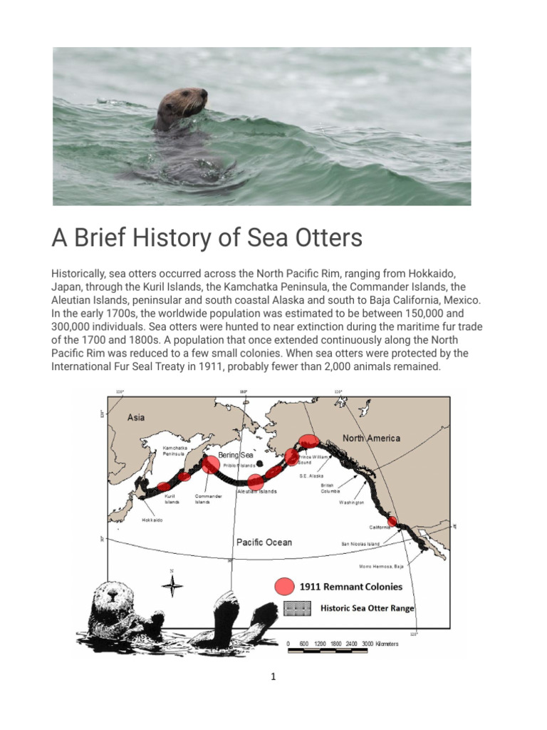 A Brief History of Sea Otters | PDF | Sea | Predation