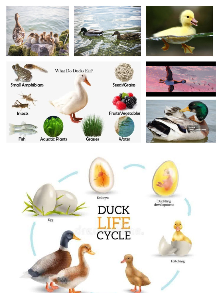 Duck | PDF