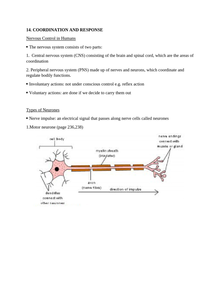 Topic 13 COORDINATION AND RESPONSE | PDF | Neuron | Nervous System