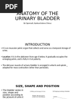 Ligaments of the Urinary Bladder | PDF