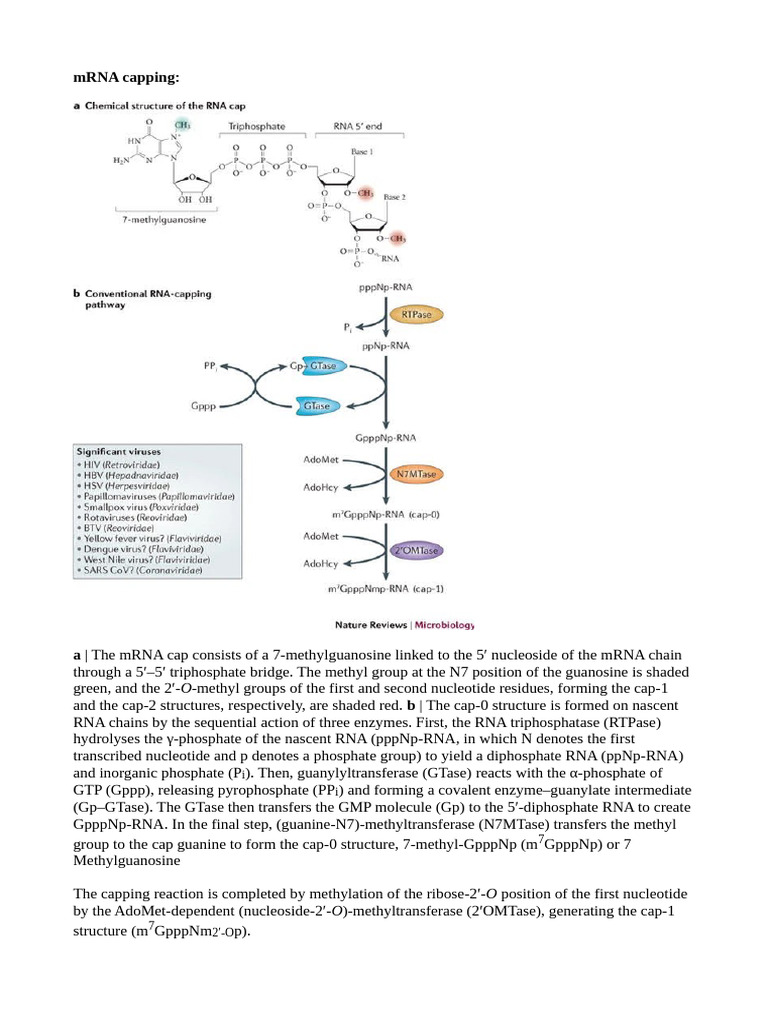 mRNA Capping | PDF