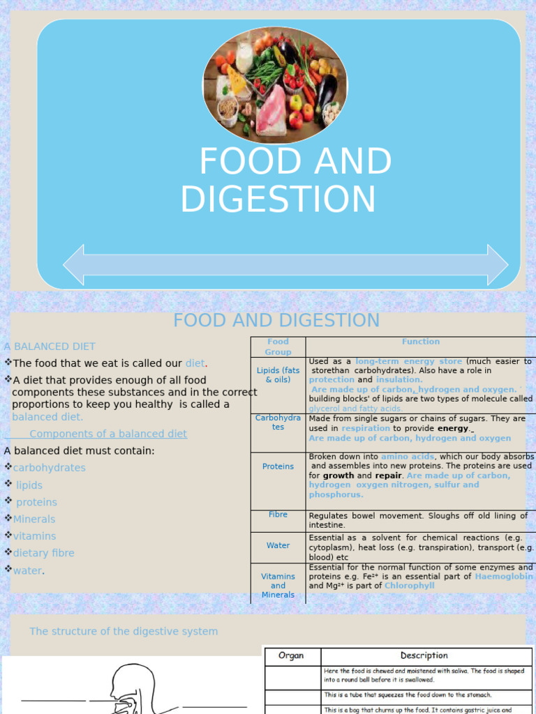 Food and Digestion Notes | PDF | Digestion | Stomach