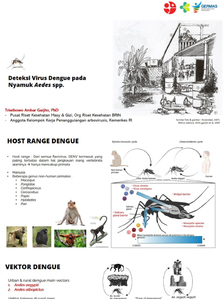 Deteksi Virus Dengue Pada Aedes SPP | PDF
