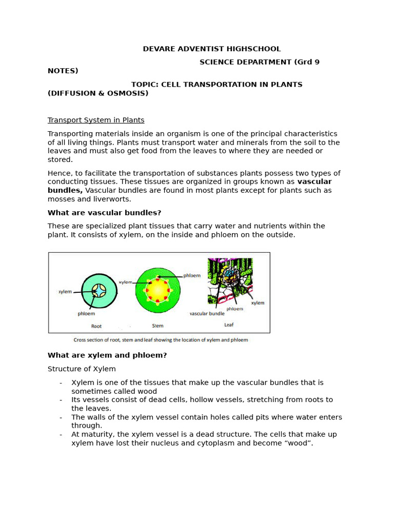 Transport System in Plants - Xylem & Phloem | PDF | Tissue (Biology ...