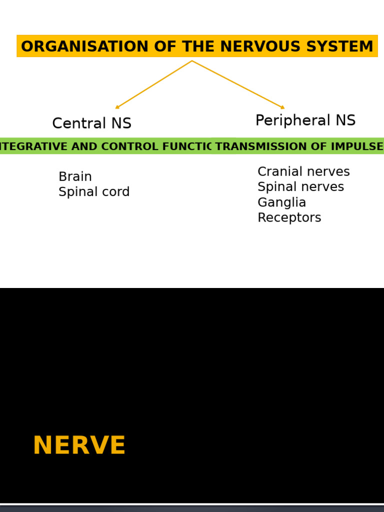 Organisation of The Nervous System: Central NS Peripheral NS | PDF ...