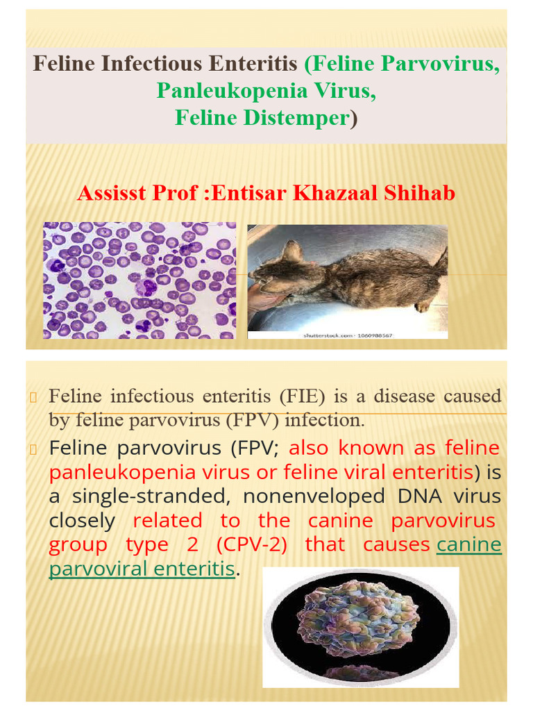 Lecture 9 Feline Infectious Enteritis Feline Parvovirus Panleukopenia ...