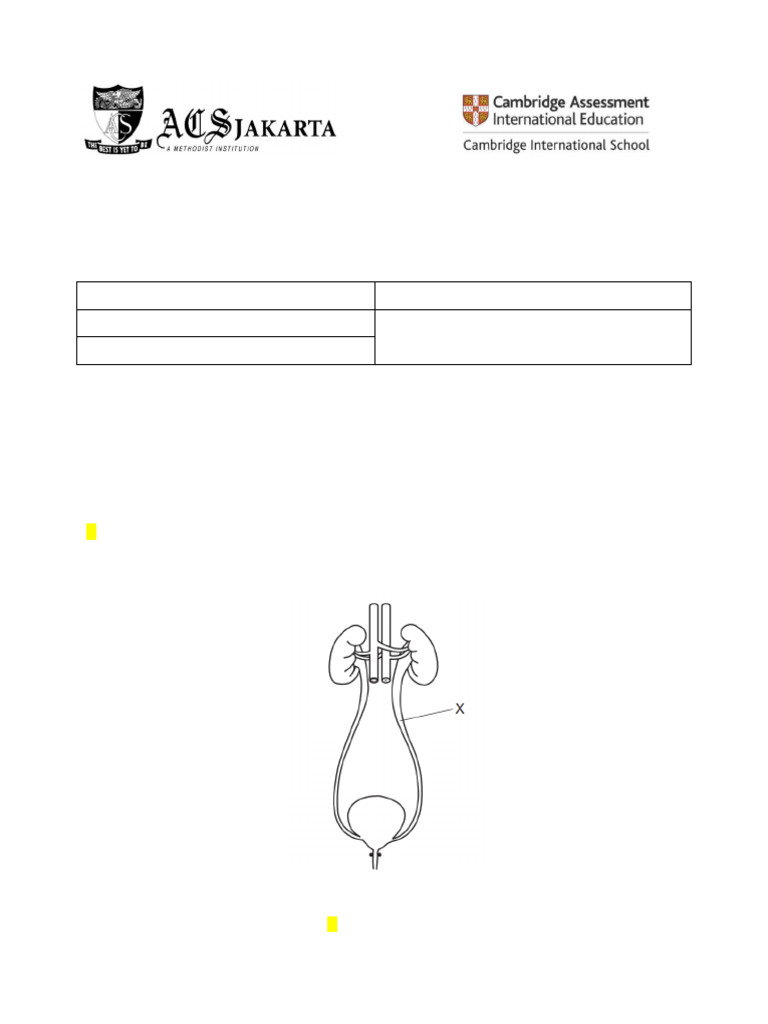Worksheet Excretion and Urinary System MS | PDF | Kidney | Urinary System