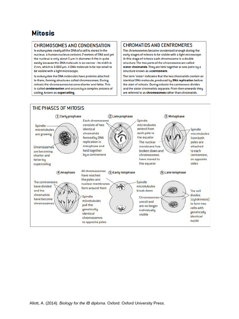 Mitosis | PDF
