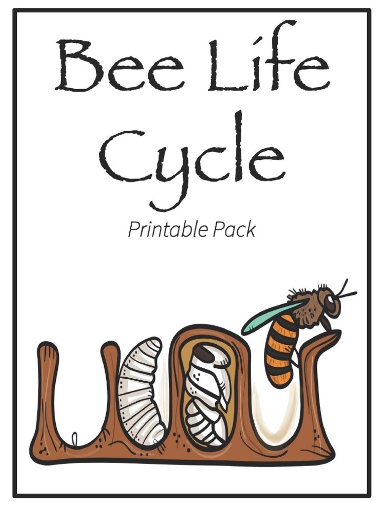 Bee Life Cycle Printable Pack A | PDF