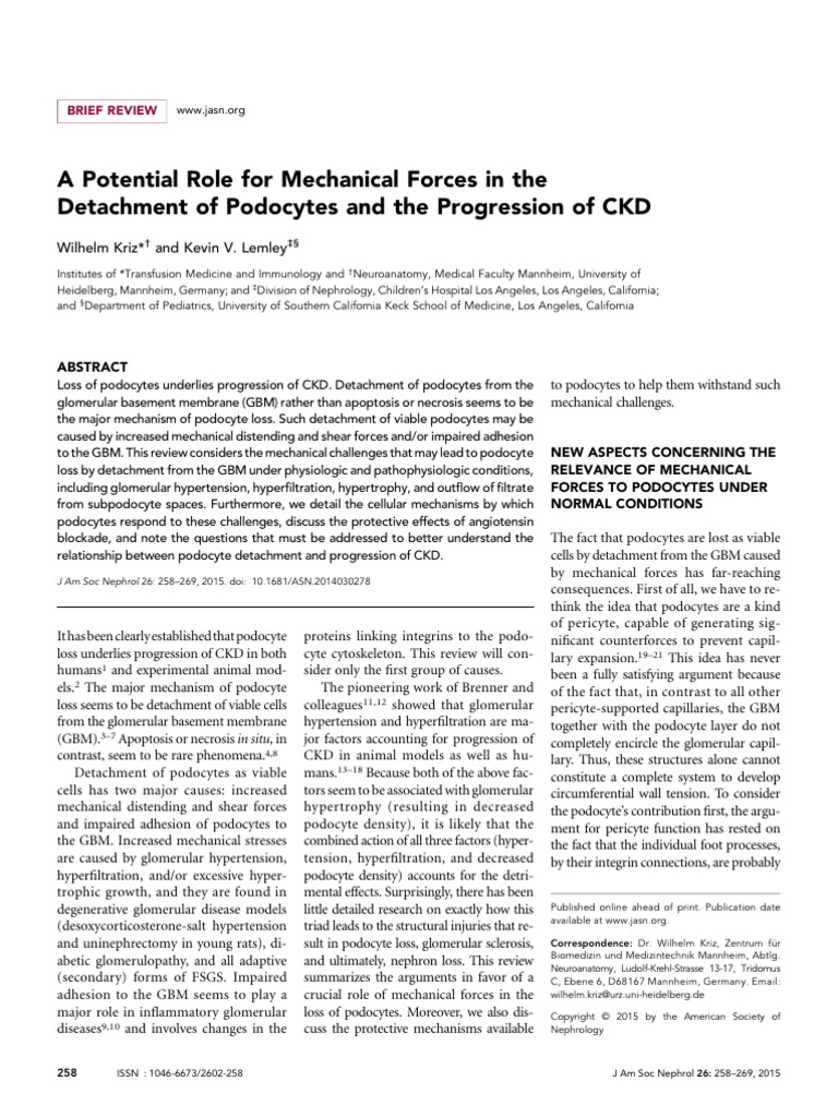 A Potential Role For Mechanical Forces in The Detachment of Podocytes ...