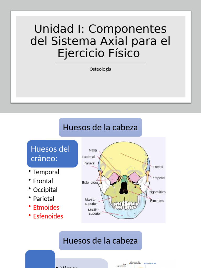 Axial | PDF | Vértebra | La columna vertebral