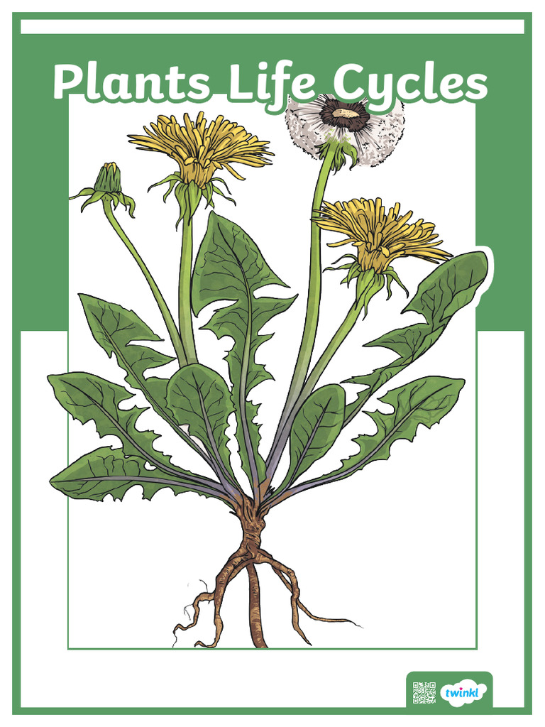 Daisy Flower Life Cycle Explained | PDF | Seed | Flowers